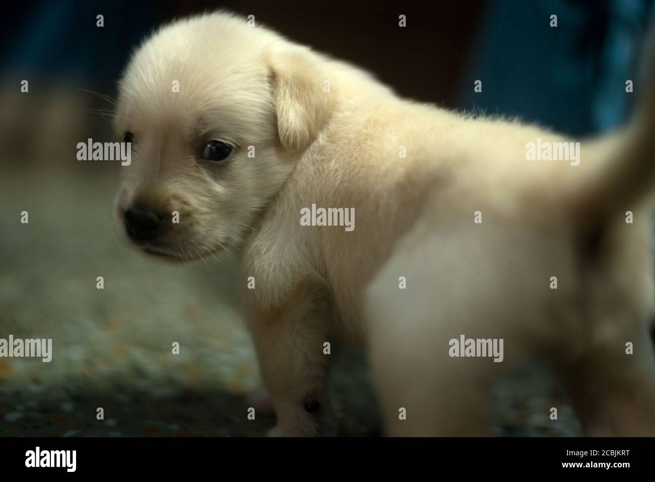 One Month old golden Labrador Retriever puppy Stock Photo - Alamy