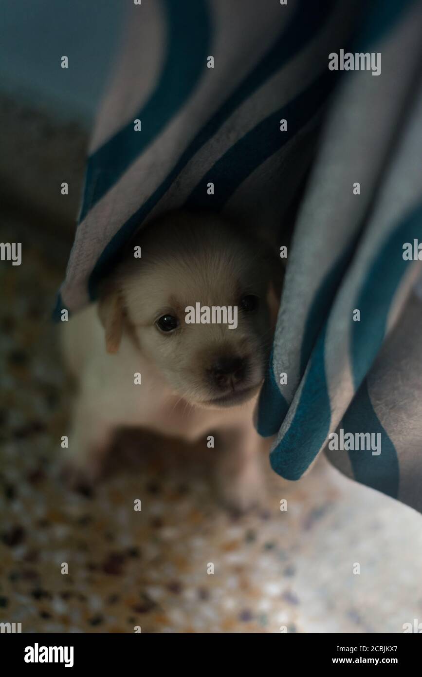 One Month old golden Labrador Retriever puppy Stock Photo - Alamy