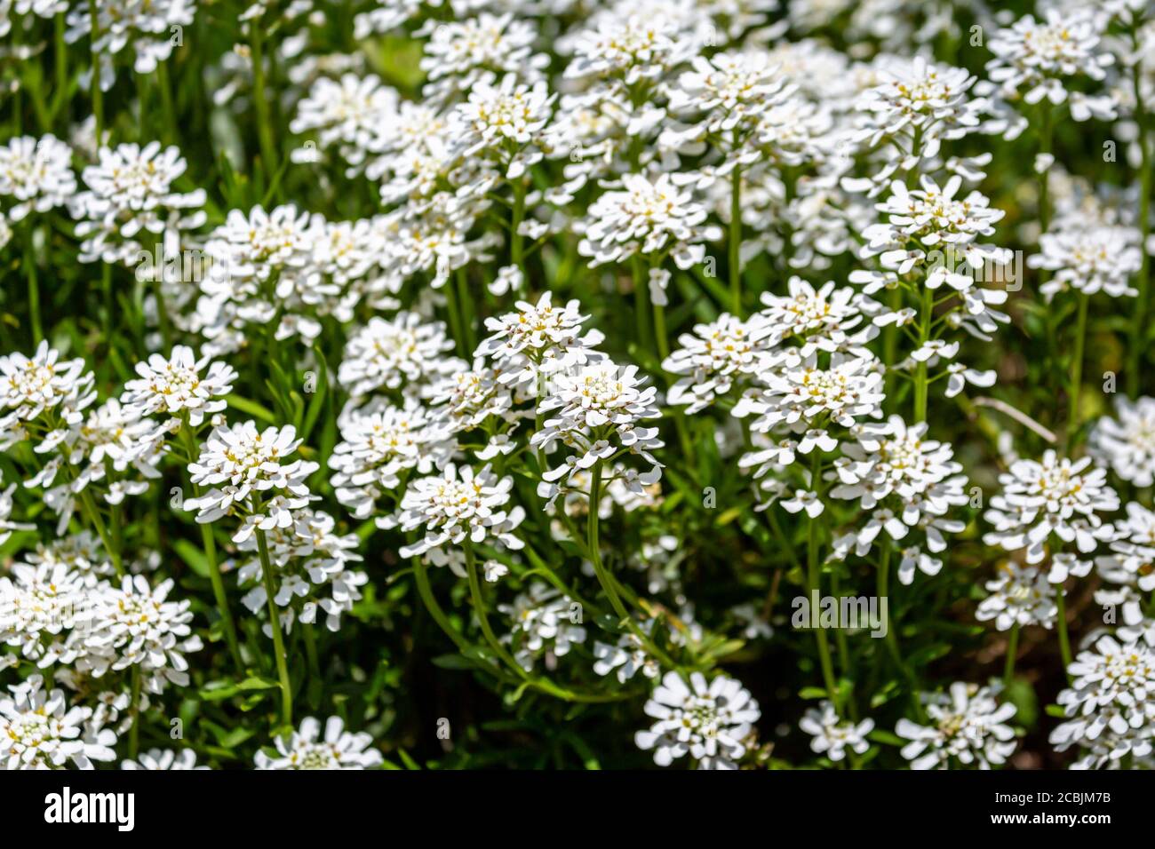 A full frame photograph of white candytuft flowers in the spring ...