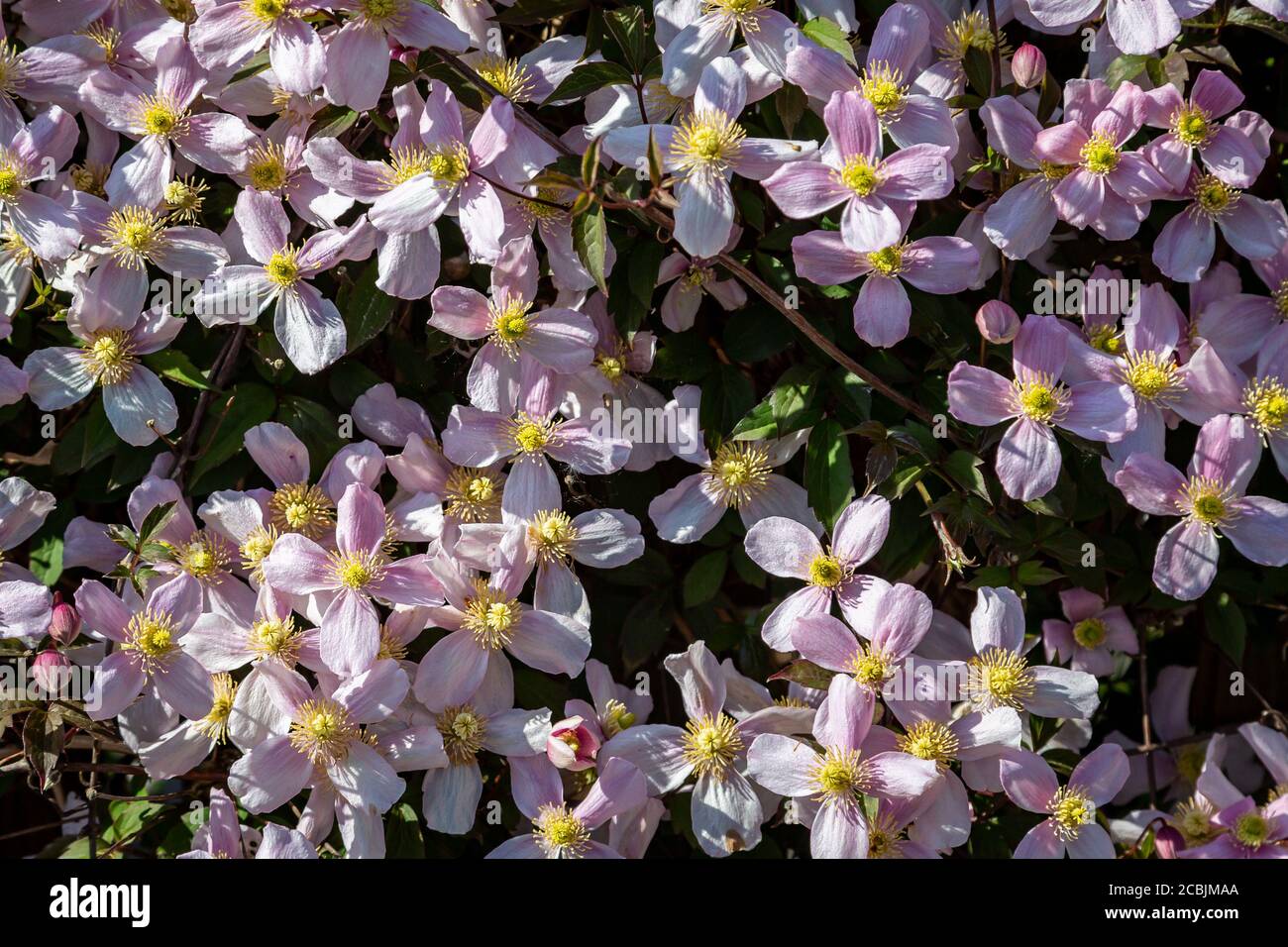 A flowering clematis plant in bloom in spring Stock Photo - Alamy