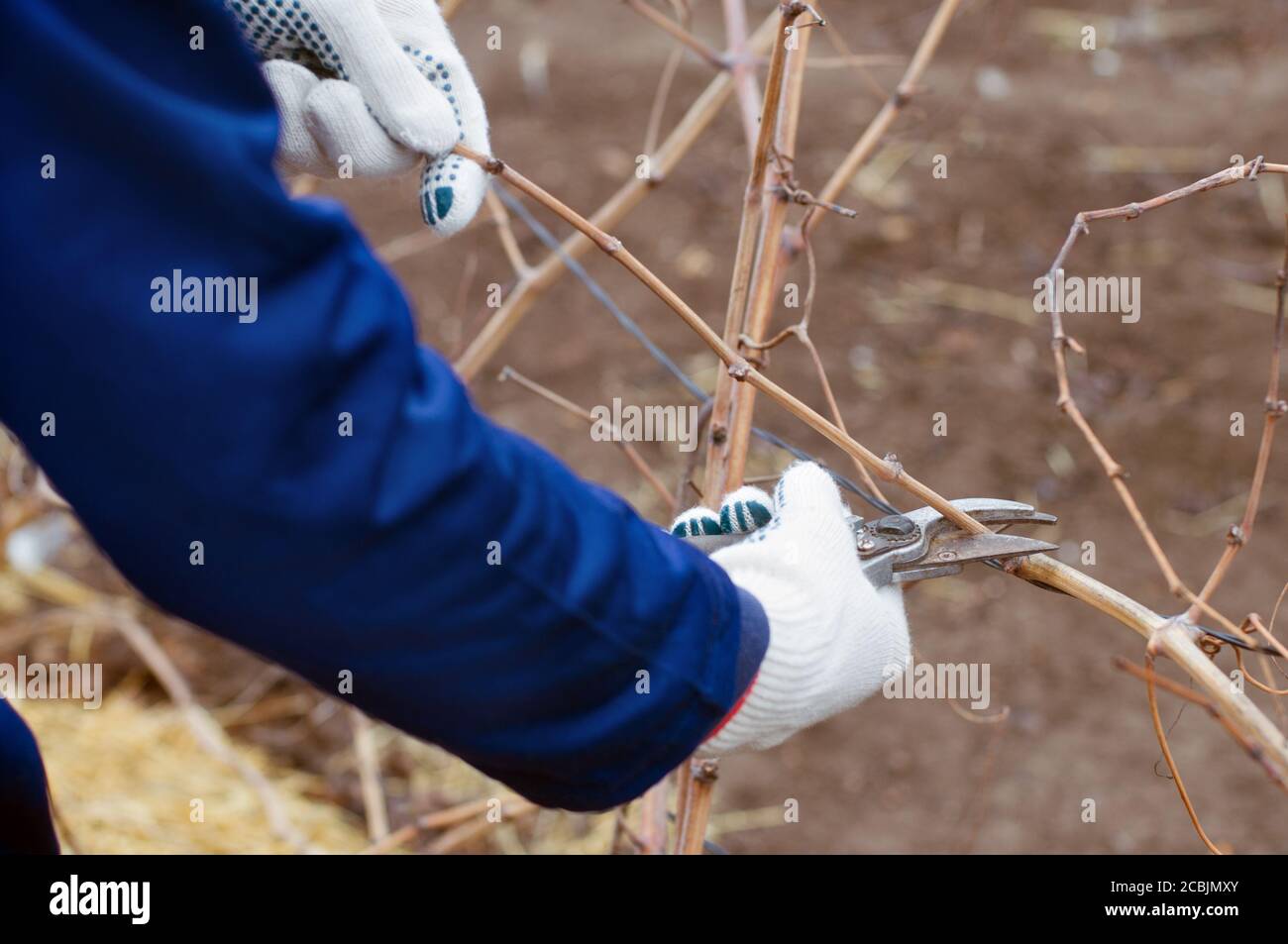Pruning vine branch Stock Photo - Alamy
