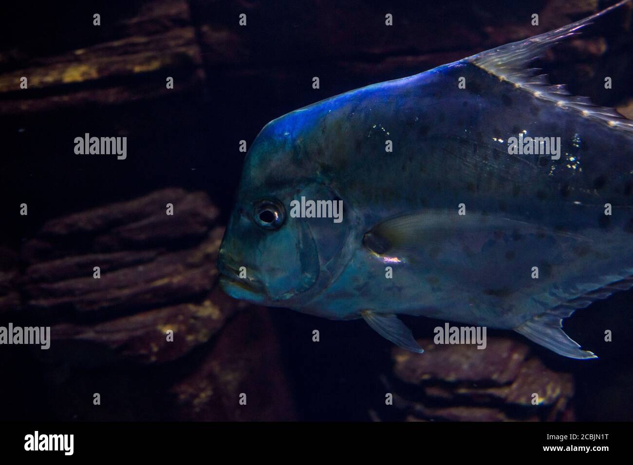 Lockdown fish, Selene Dorsal Atlantic, swimming in the Berlin Aquarium ...