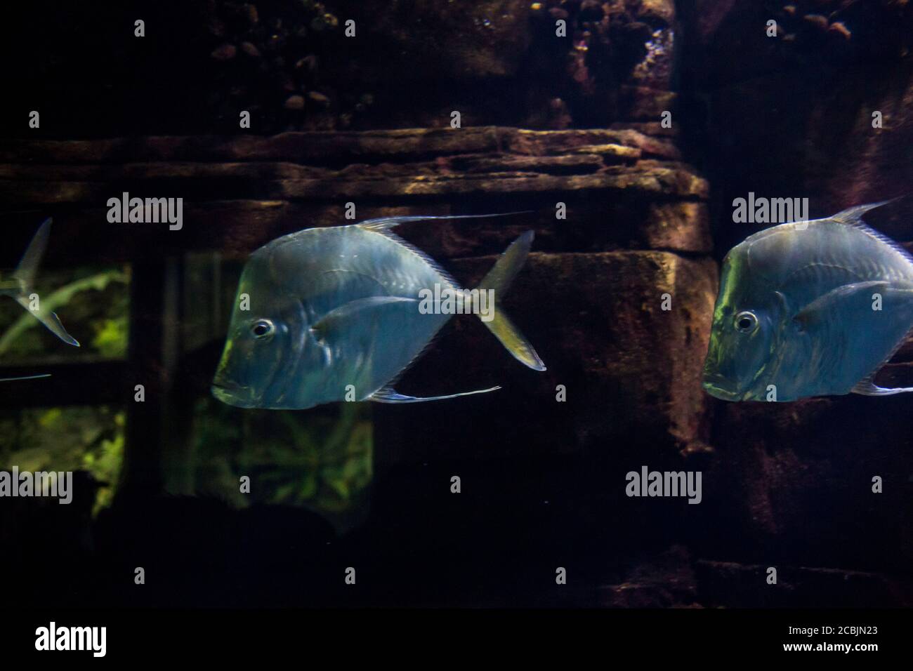 Lockdown fish, Selene Dorsal Atlantic, swimming in the Berlin Aquarium ...