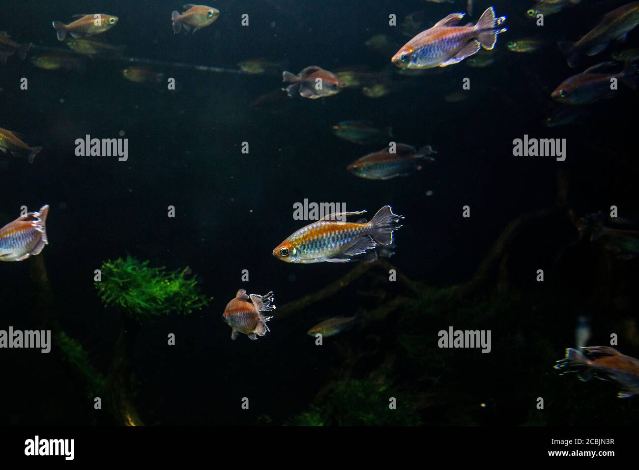 Colourful fish in the Berlin Aquarium, Germany Stock Photo - Alamy