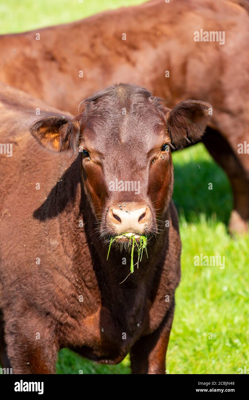 Cow looking into camera chewing hi-res stock photography and images - Alamy