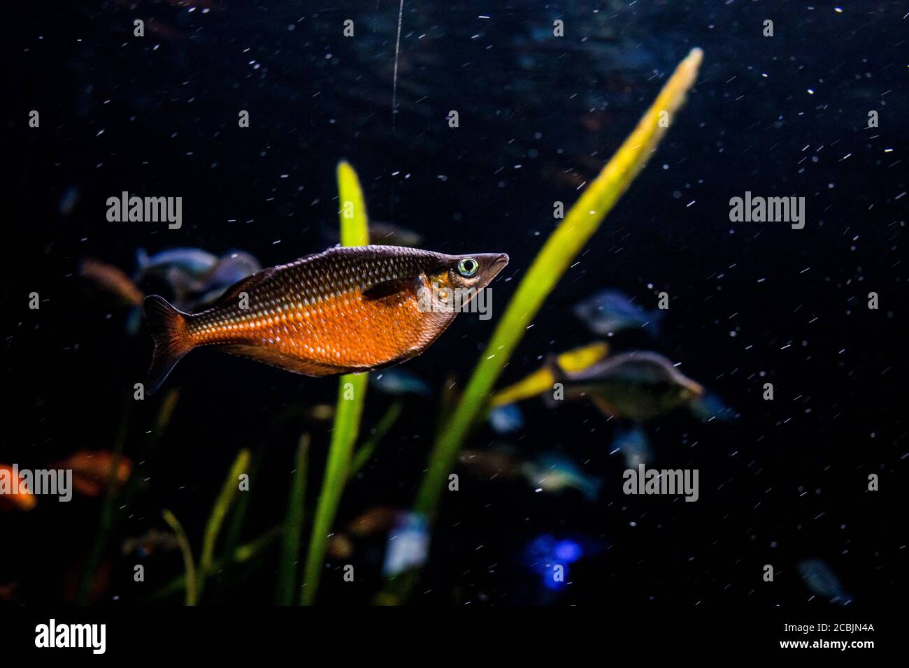An orange and black fish in the Berlin Aquarium, Germany Stock Photo ...