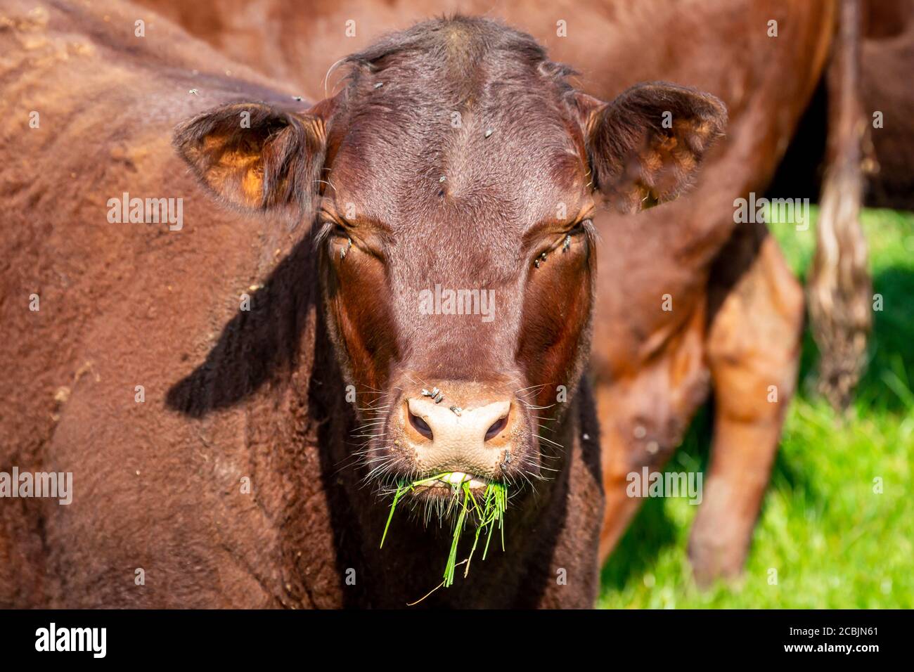 Cow looking into camera chewing High Resolution Stock Photography and ...