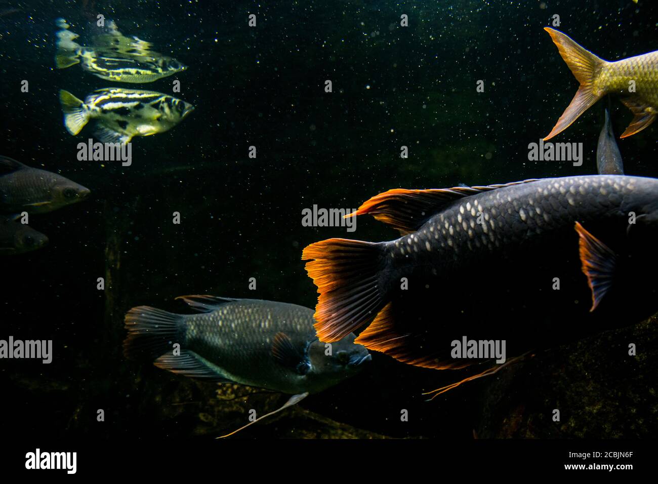 Orange And Black Freshwater Fish