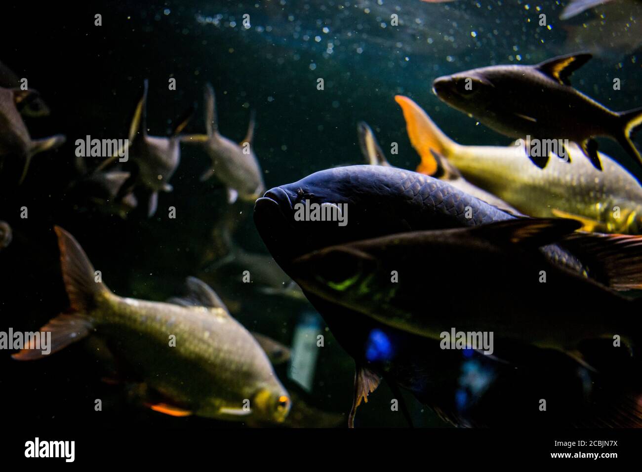 Face of a fish in the Berlin Aquarium, Germany Stock Photo - Alamy