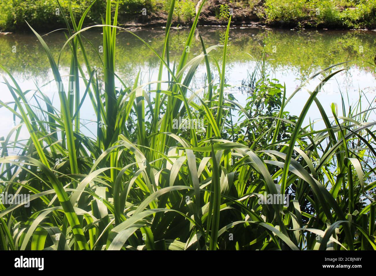 Big pond hi-res stock photography and images - Alamy
