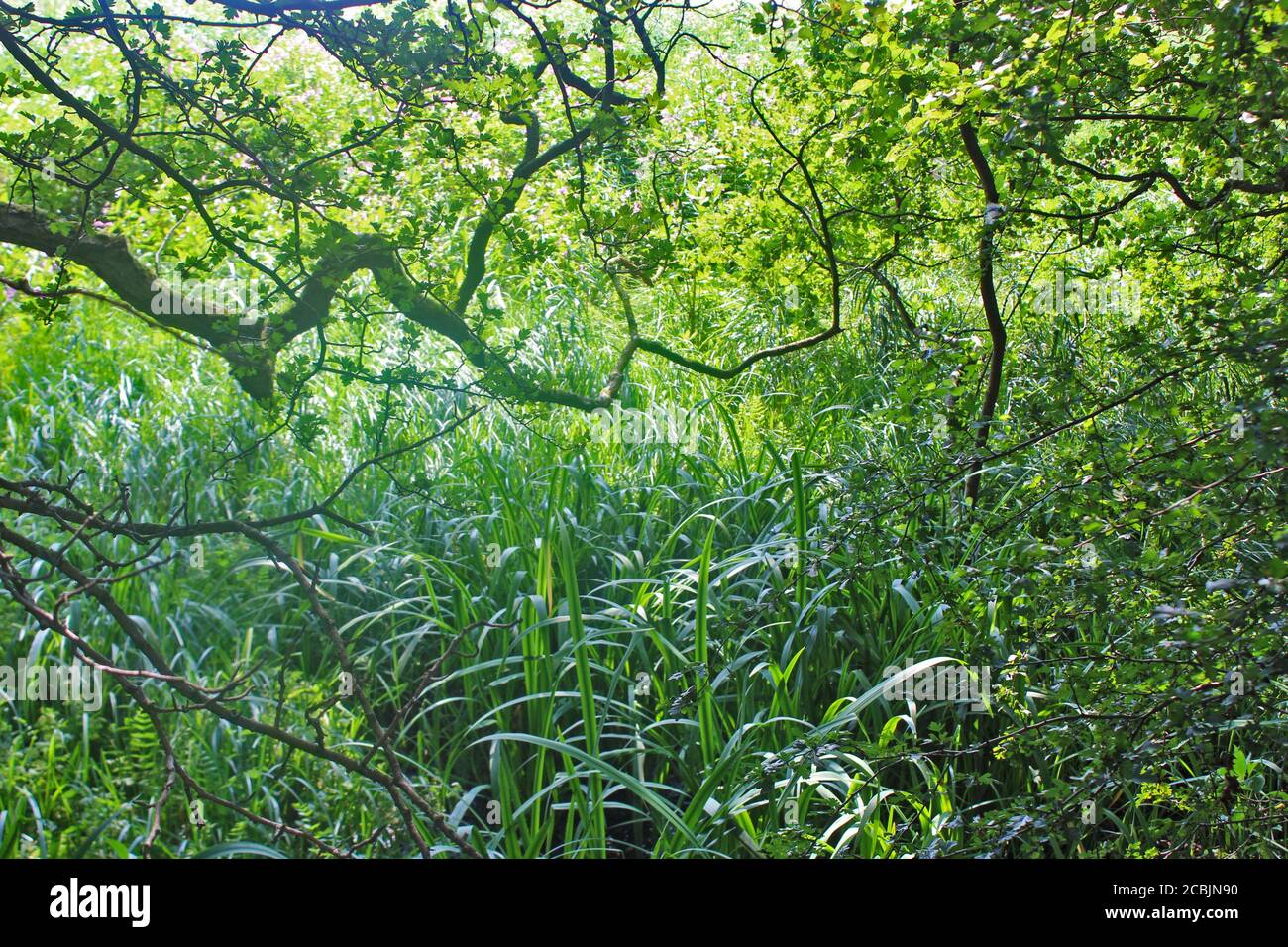Overgrown with wild grass hi-res stock photography and images - Alamy