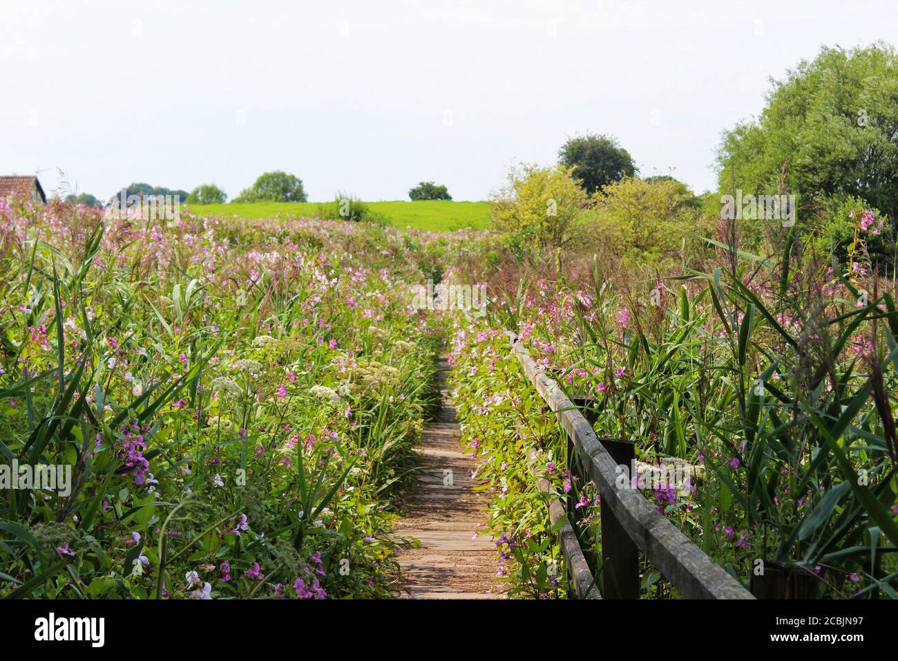 Overgrown boardwalks hi-res stock photography and images - Alamy