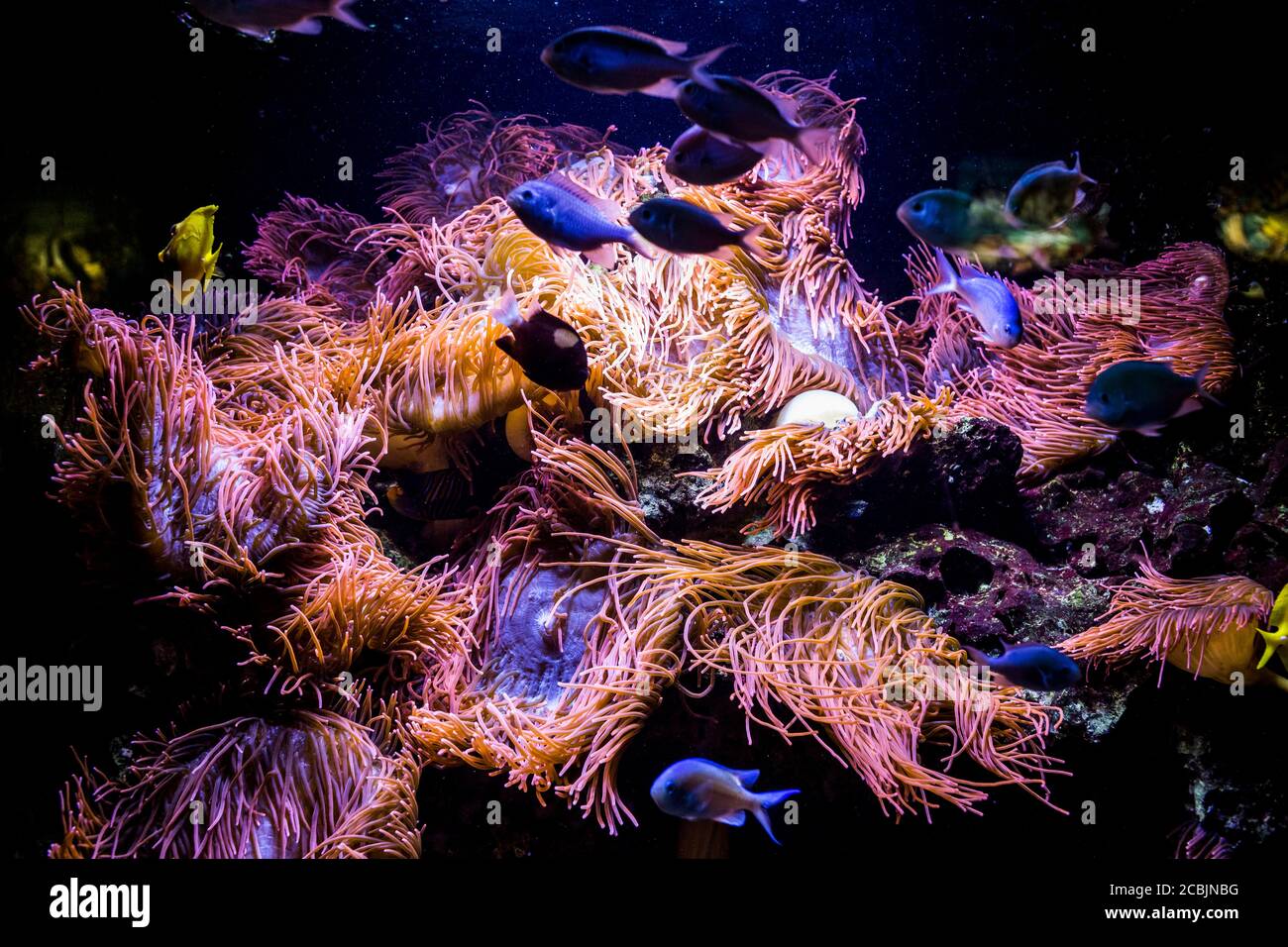 Colourful fish swim in an area of sea anenomes in the Berlin Aquarium ...
