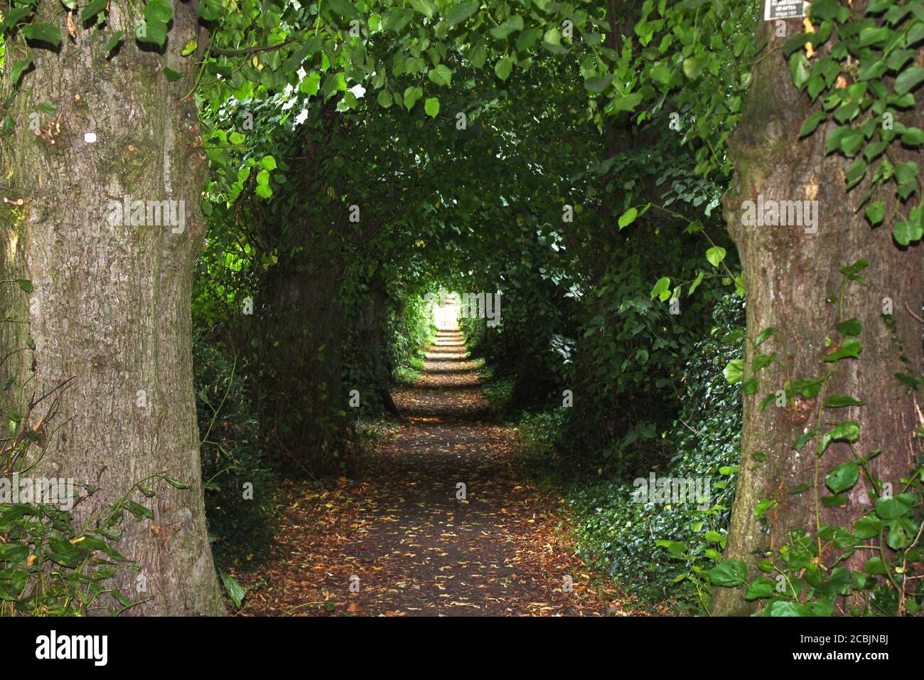 Spooky tree tunnels hi-res stock photography and images - Alamy