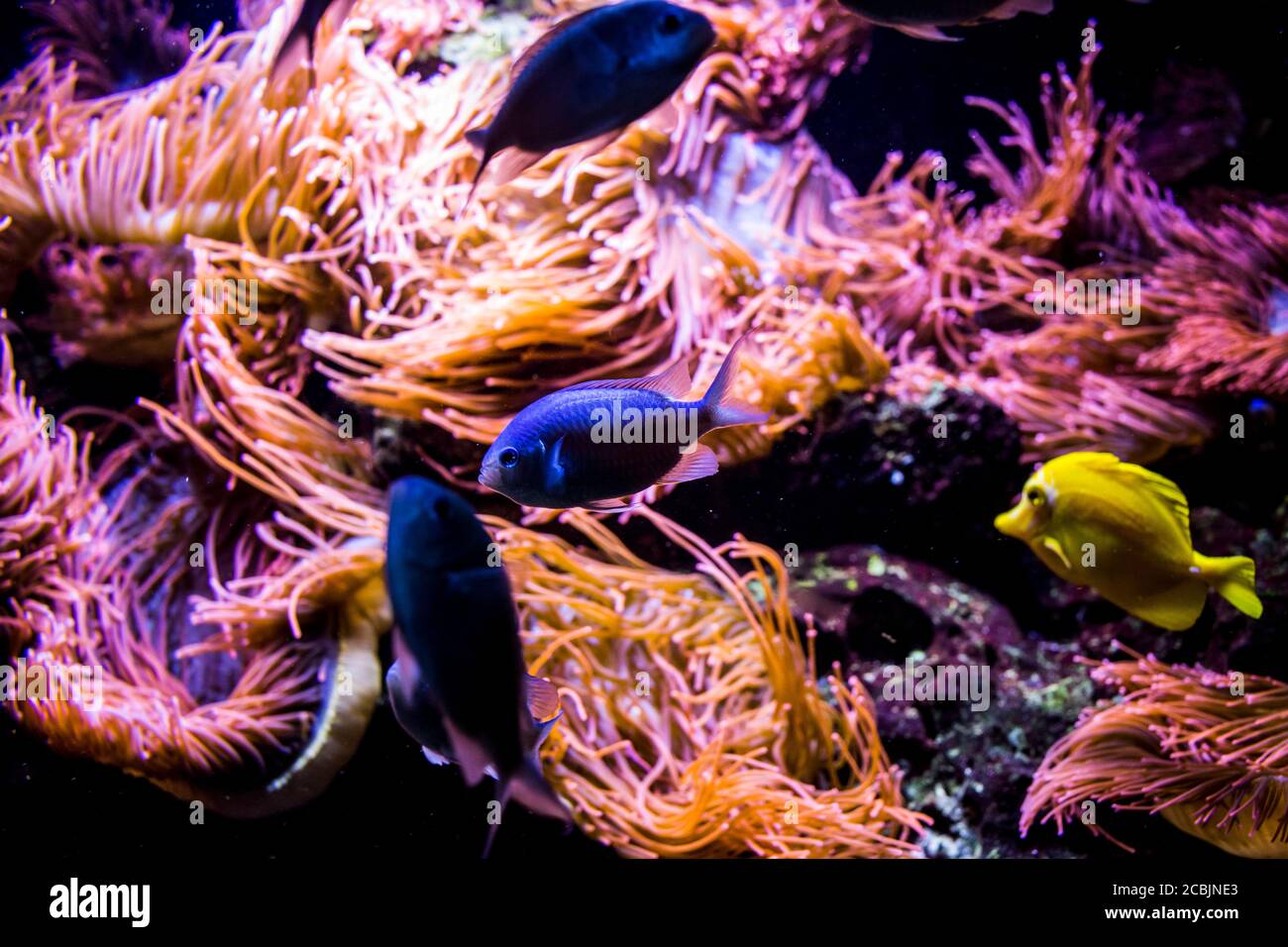 Colourful fish swim in an area of sea anenomes in the Berlin Aquarium ...