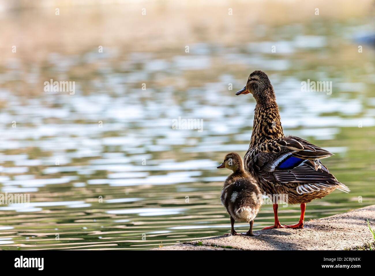 Mallard female ducklings standing hi-res stock photography and images ...