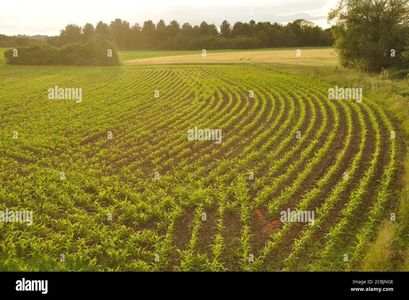 Corn field in Brittany Stock Photo - Alamy