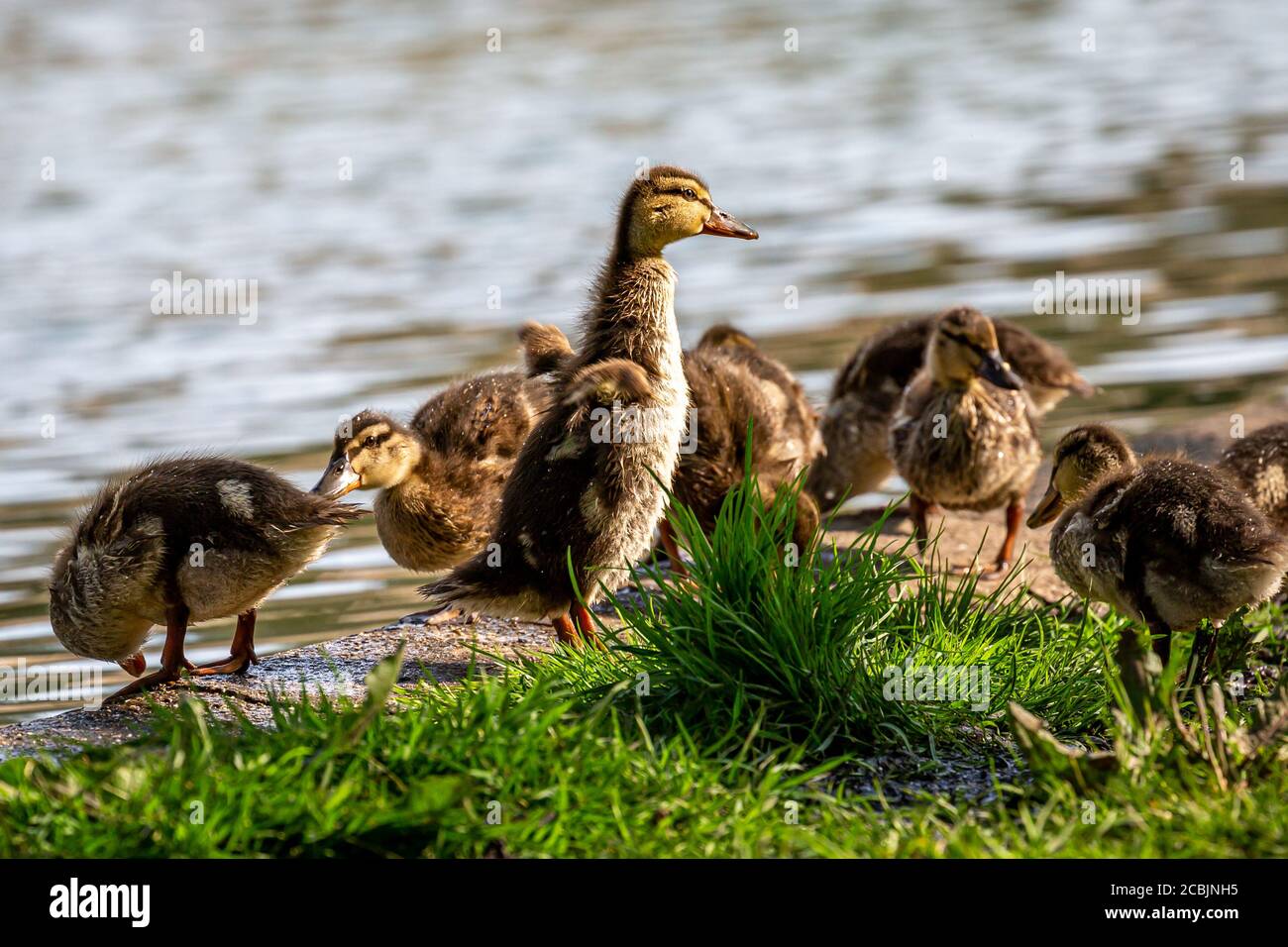 Ducklings on a river bank on a sunny spring day Stock Photo - Alamy