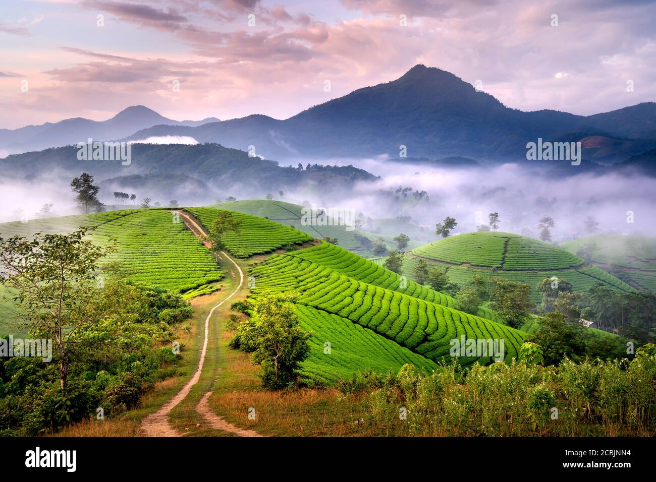 See the Long Coc tea hill, Phu Tho province, Vietnam in the morning ...