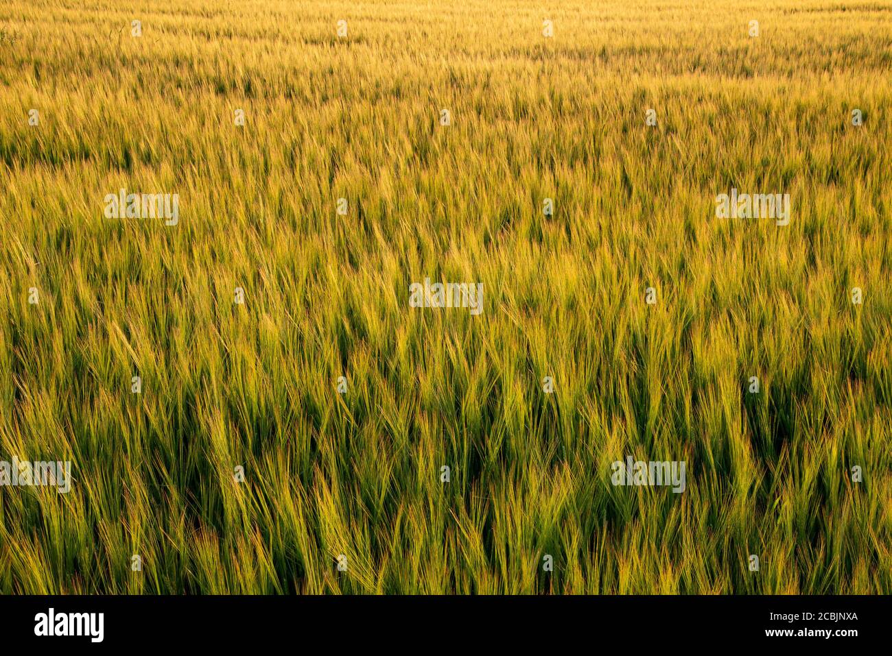 Beautiful late Summer afternoon light over rolling hills in English ...