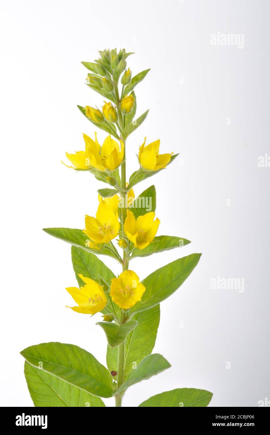 Lysimachus on a white background Stock Photo - Alamy