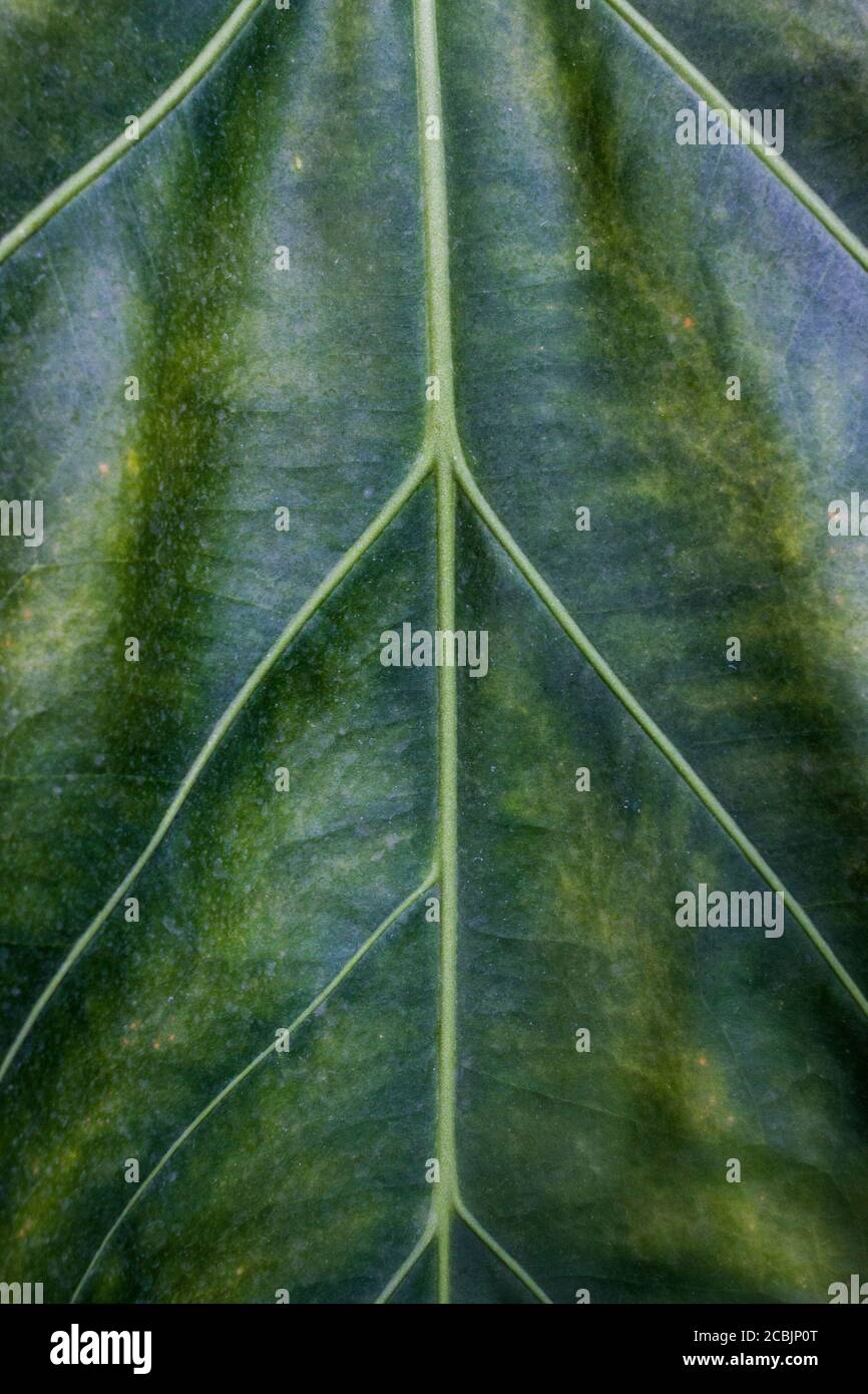 Detail of a large, waxy leaf at the Botanical Gardens in Berlin ...