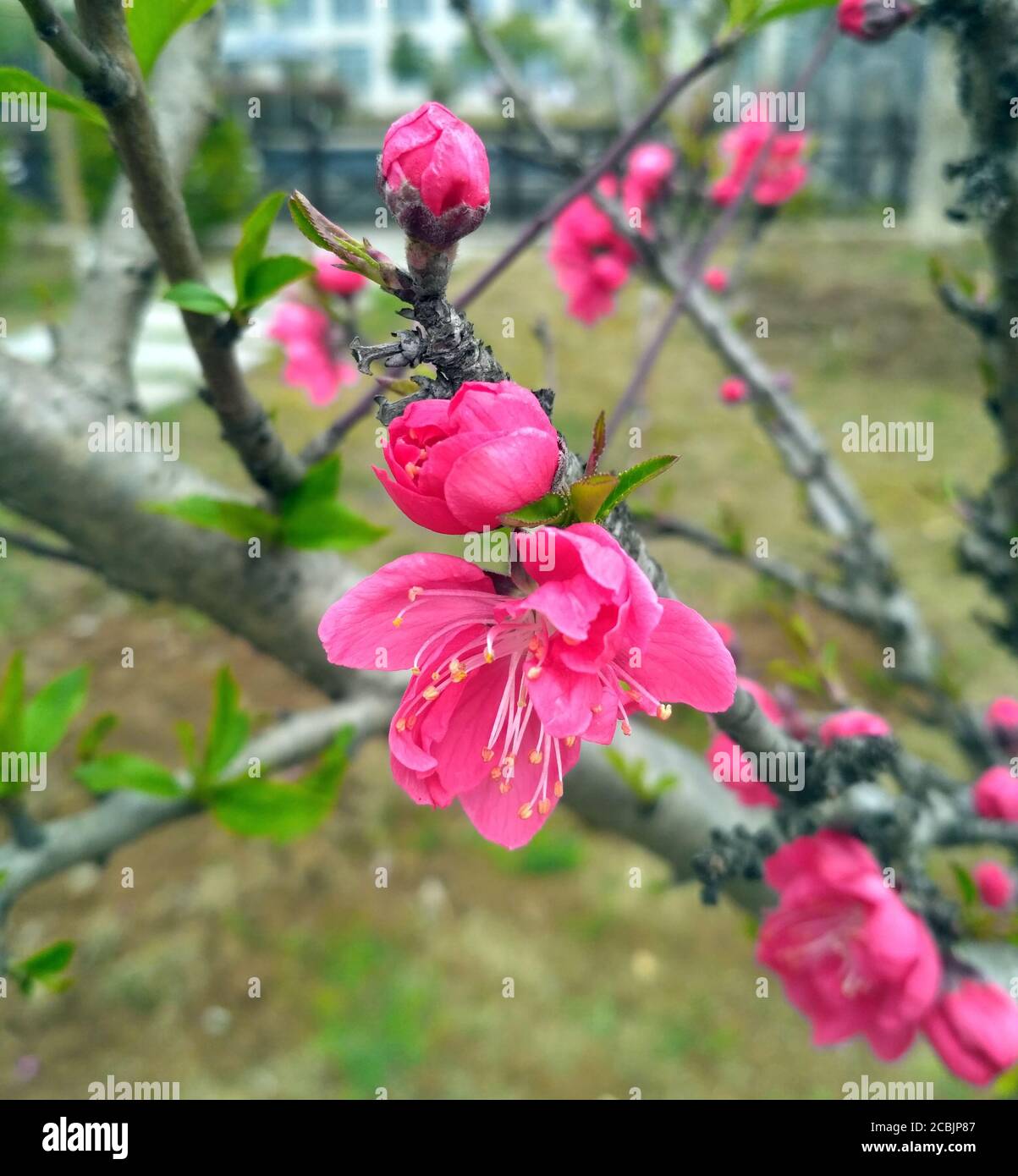 Peach flower hi-res stock photography and images - Alamy