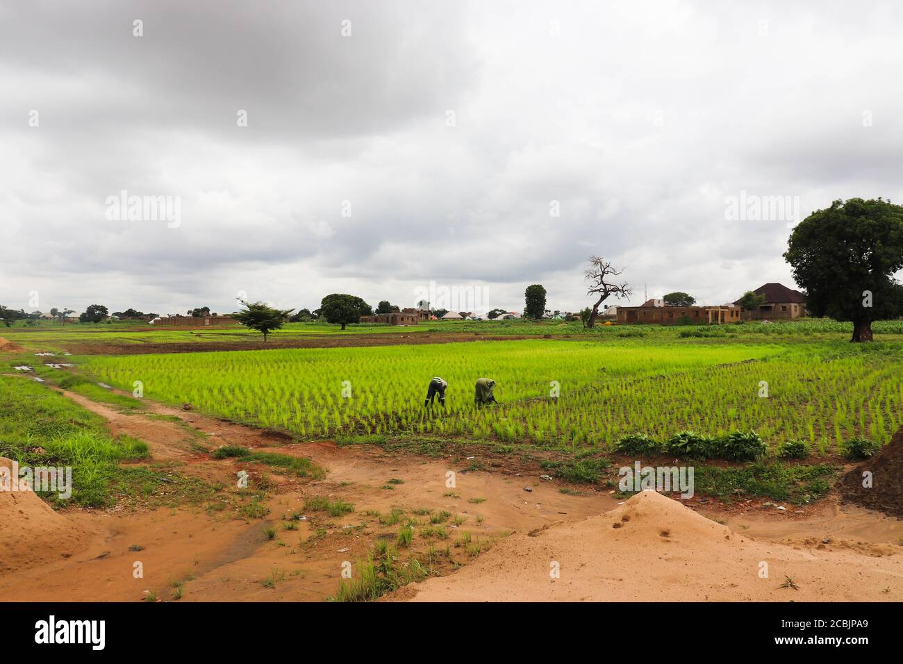 This scene shows two African farmers working on a rice farm close to a ...