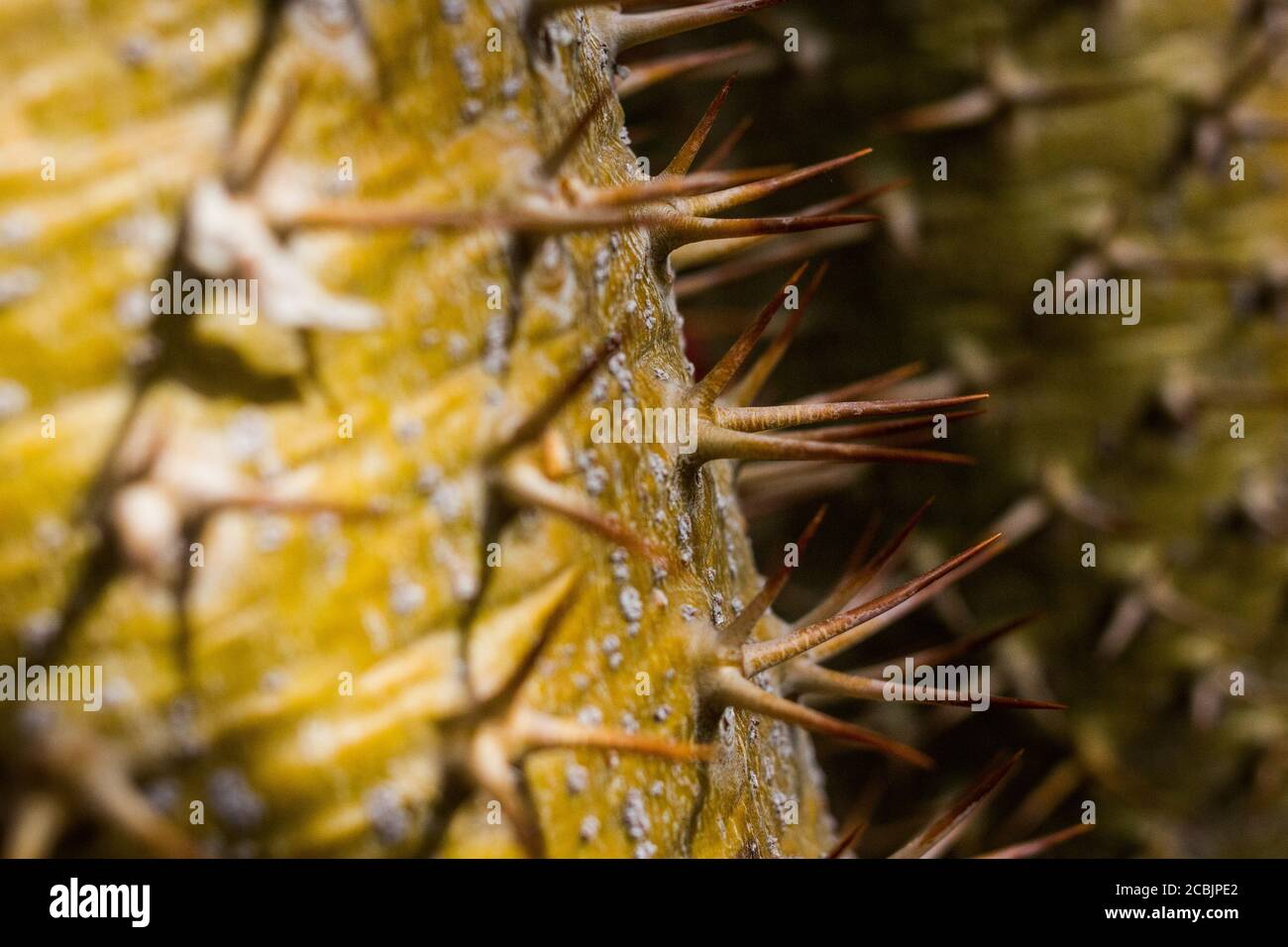 Close-up of cactus spines at the Botanical Gardens in Berlin, Germany ...
