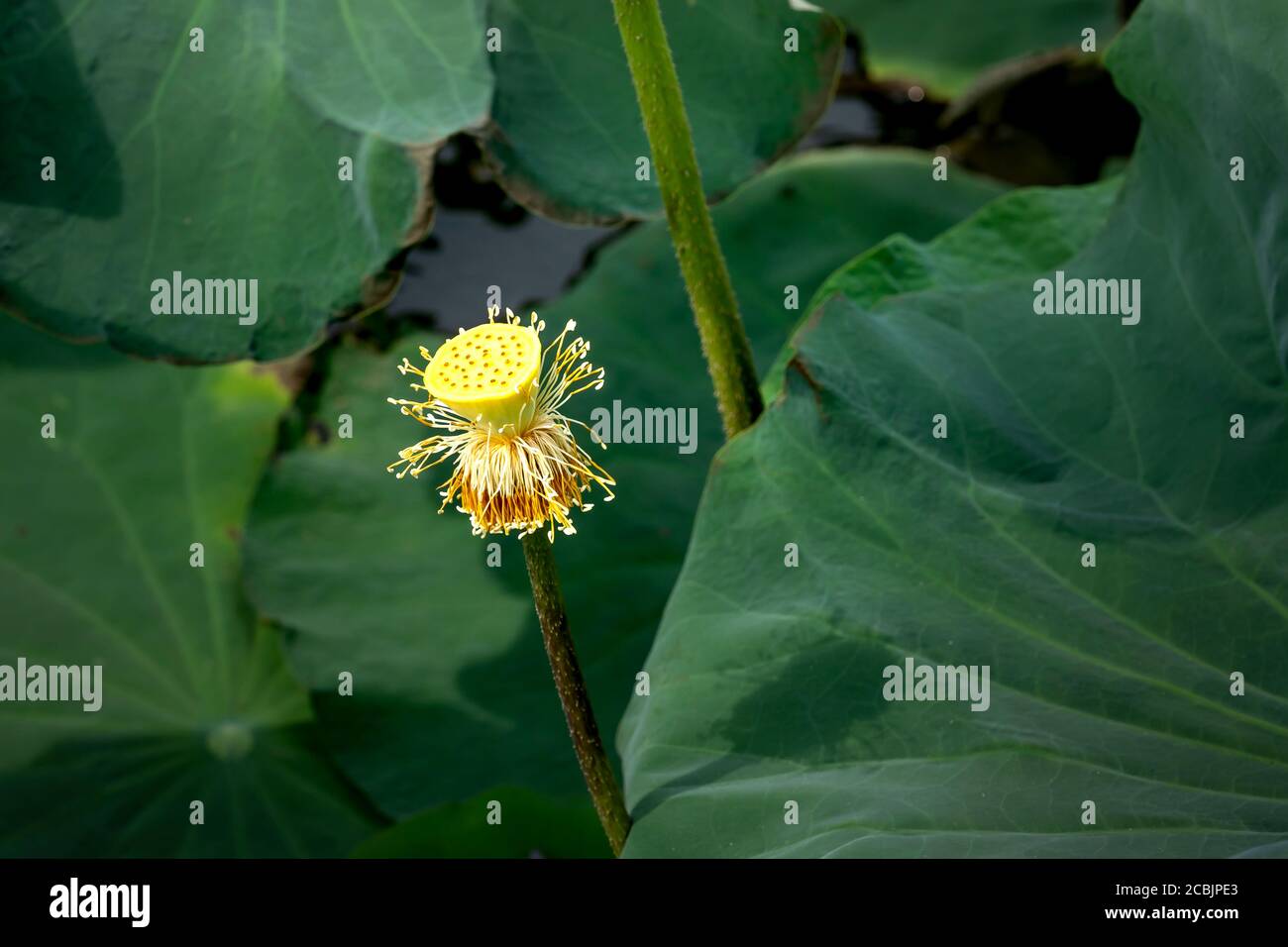 The lotus flower fades and falls Stock Photo - Alamy