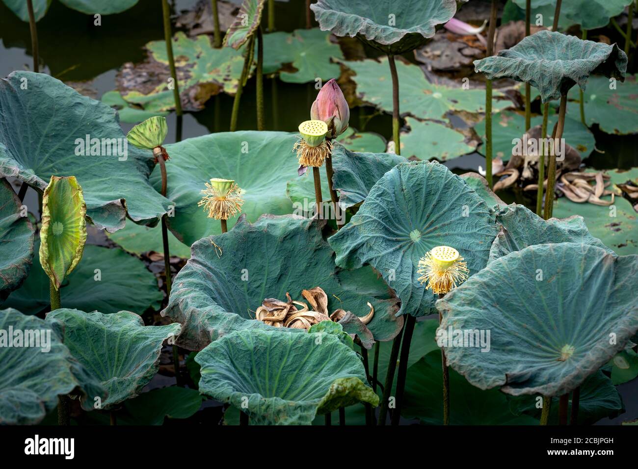 The lotus flower fades and falls Stock Photo - Alamy