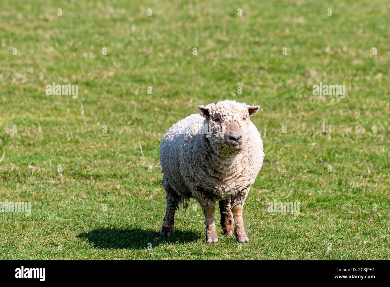 A sheep standing in a field in the sunshine Stock Photo - Alamy