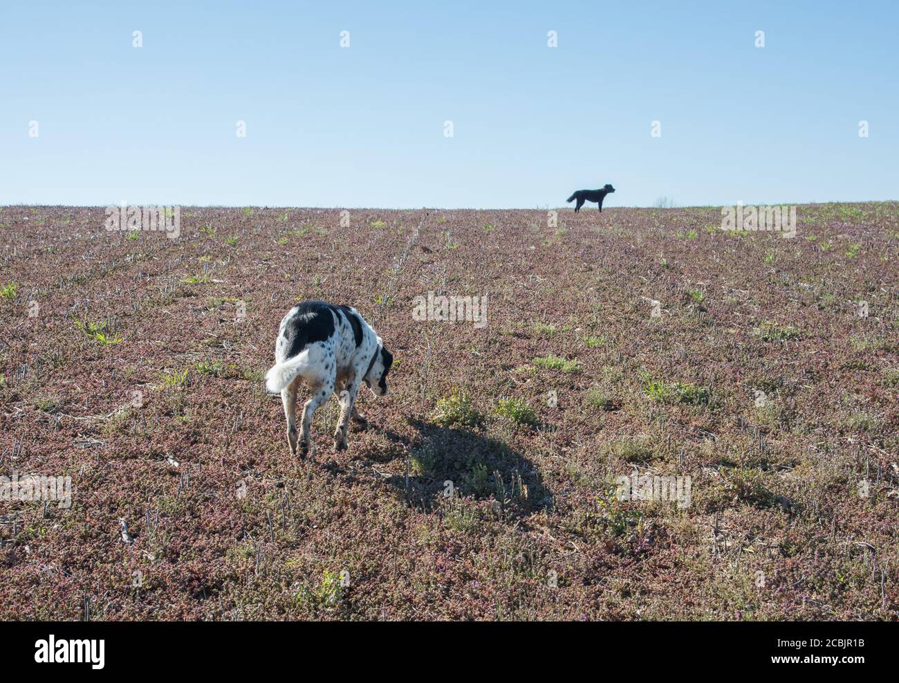 Two dogs running unleashed on rural farmland hillside under a clear ...