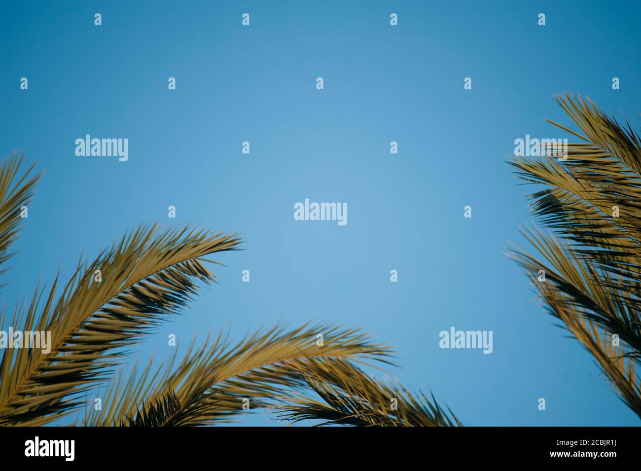 palm trees with blue sky, space for text Stock Photo - Alamy