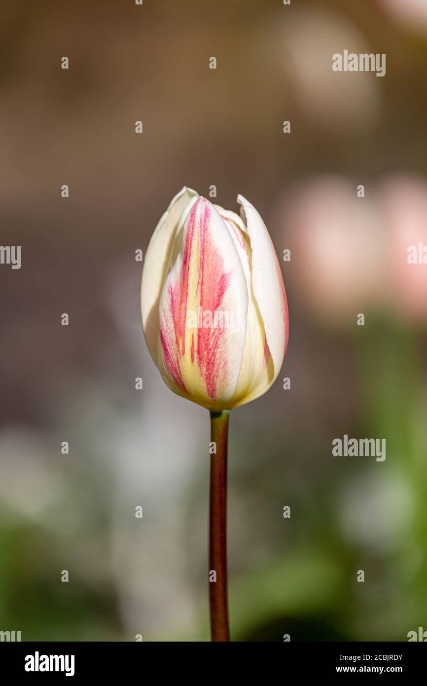 A pink and white tulip in the spring sunshine Stock Photo - Alamy