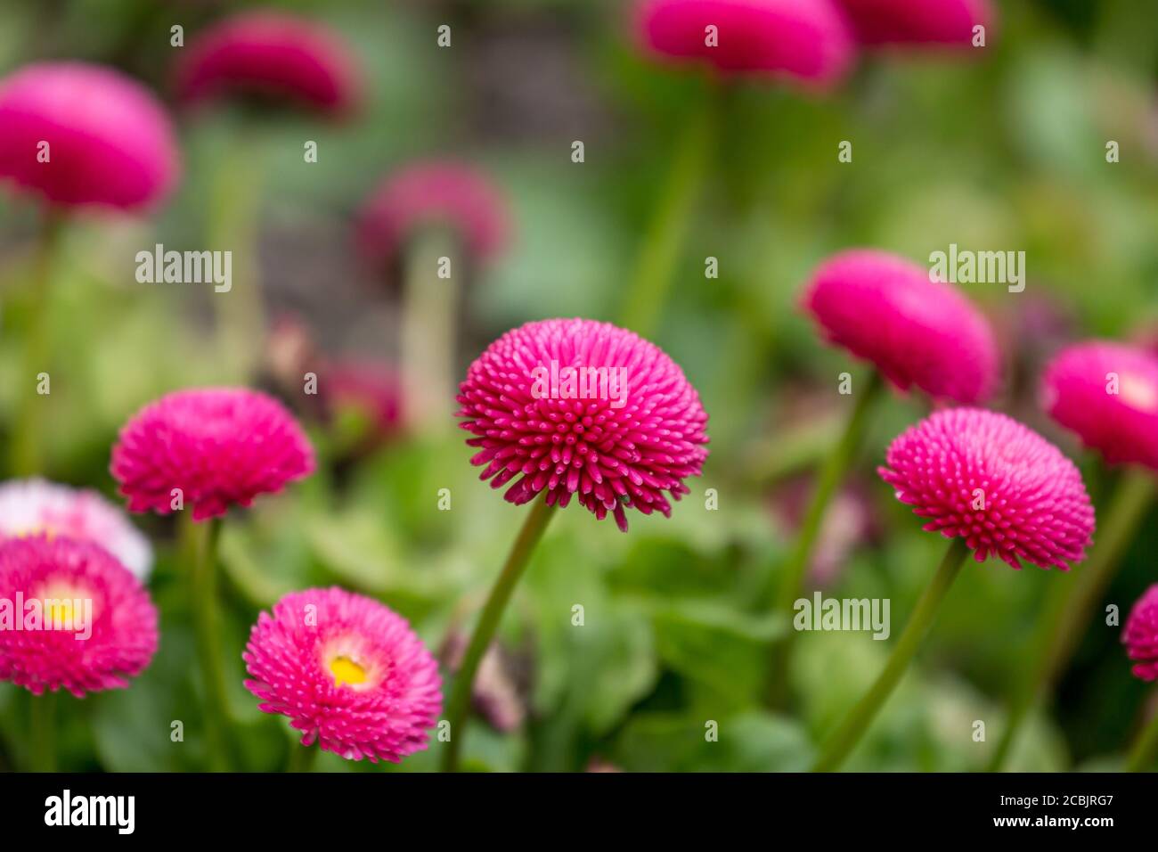 Pink Bellis Flowers with a Shallow Depth of Field Stock Photo - Alamy