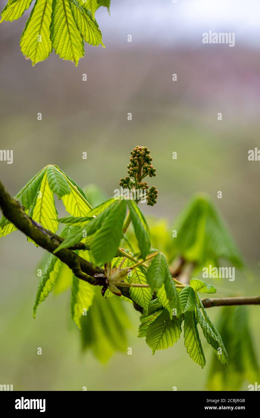 New growth on a Horse Chestnut tree in springtime, with a shallow depth ...