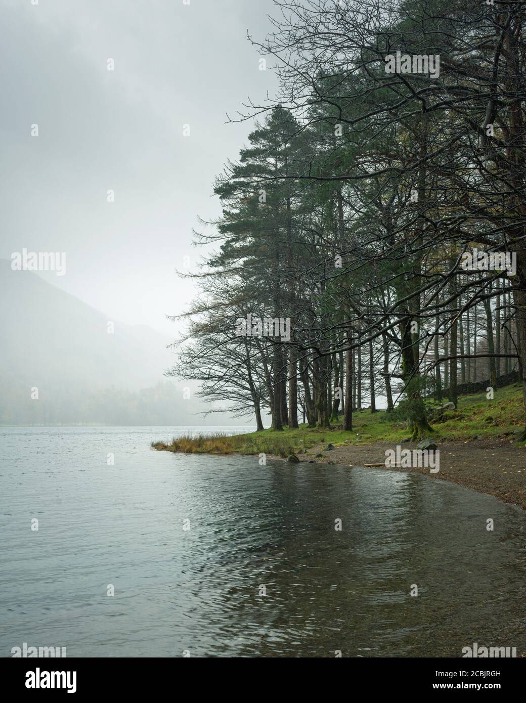 Burtness Wood on the shore of Buttermere in the Lake District National ...
