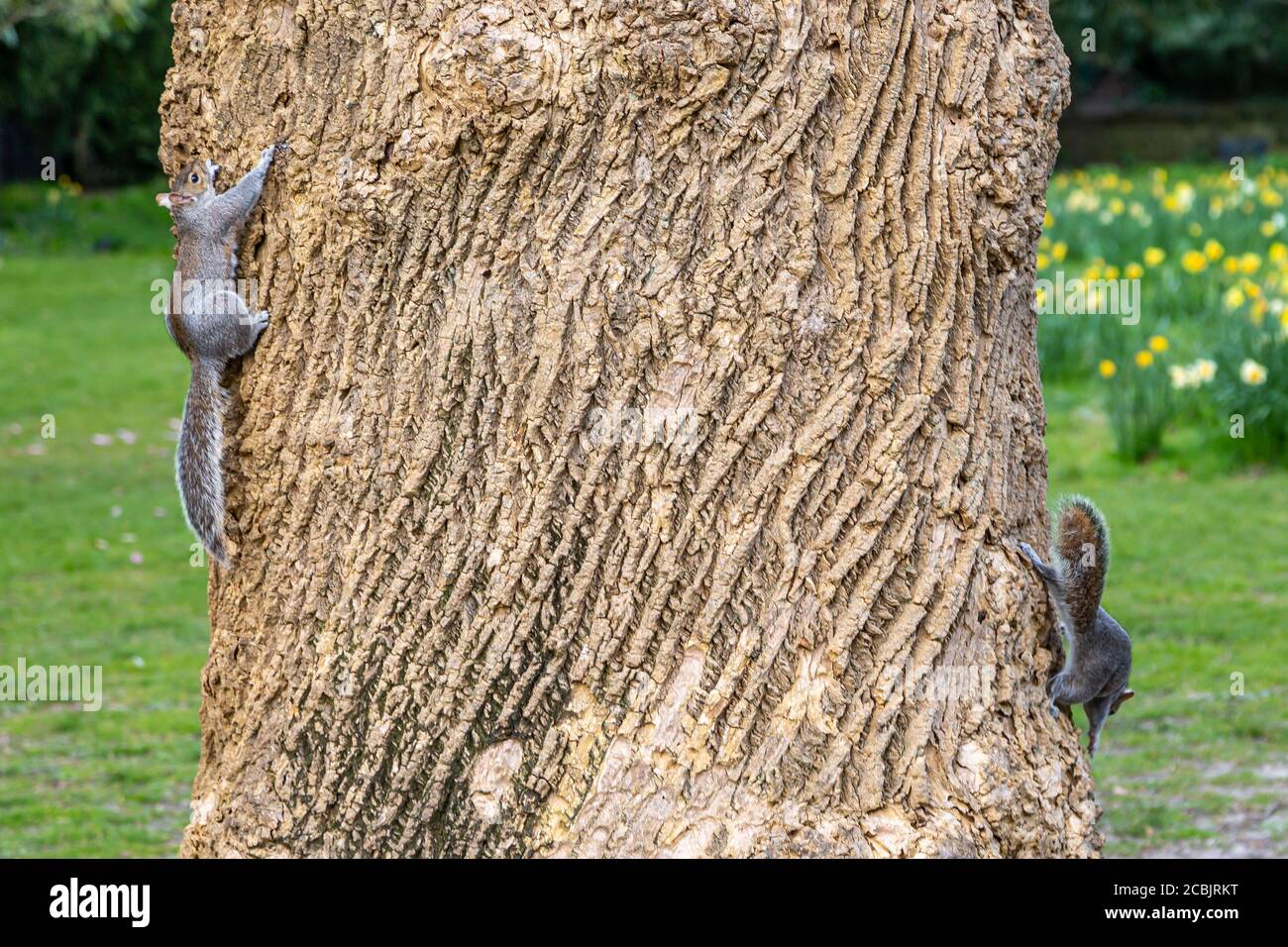 Chase up a tree hi-res stock photography and images - Alamy