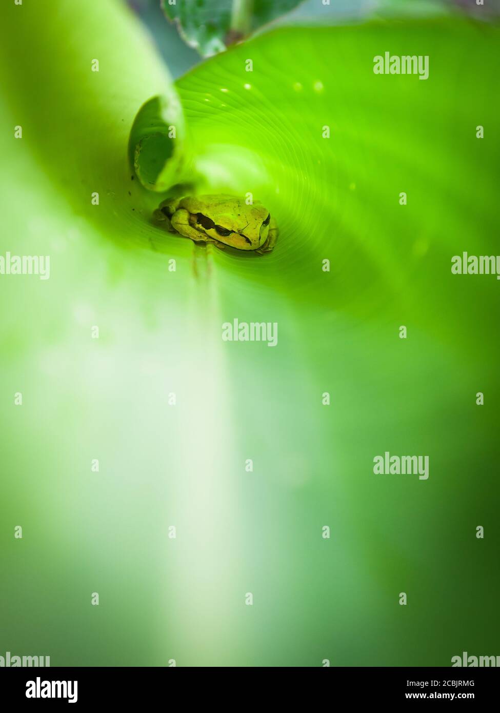 Small tree frog inside banana leaf Stock Photo - Alamy