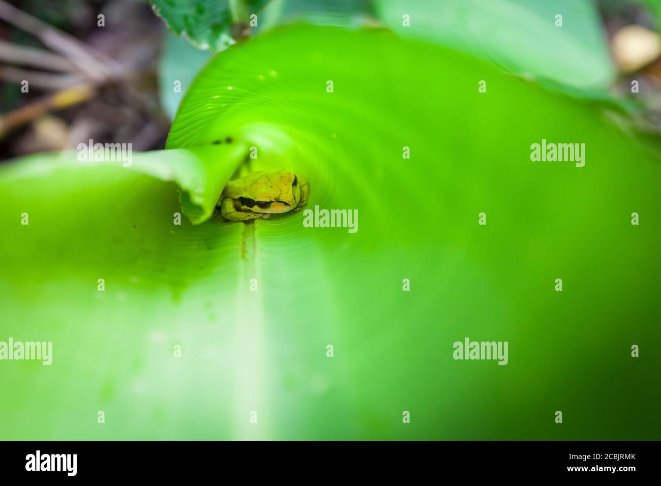 Small tree frog inside banana leaf Stock Photo - Alamy