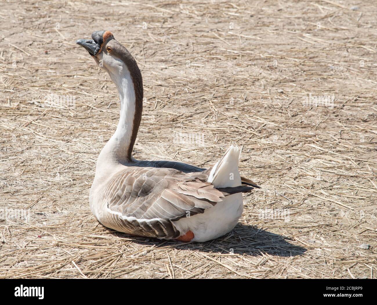 Chinese goose lying on ground hi-res stock photography and images - Alamy