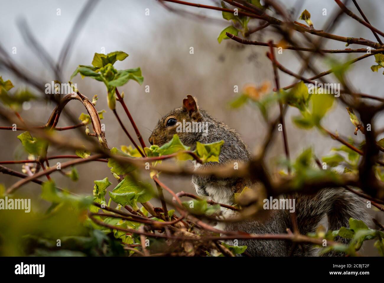 Hiding behind branches hi-res stock photography and images - Alamy