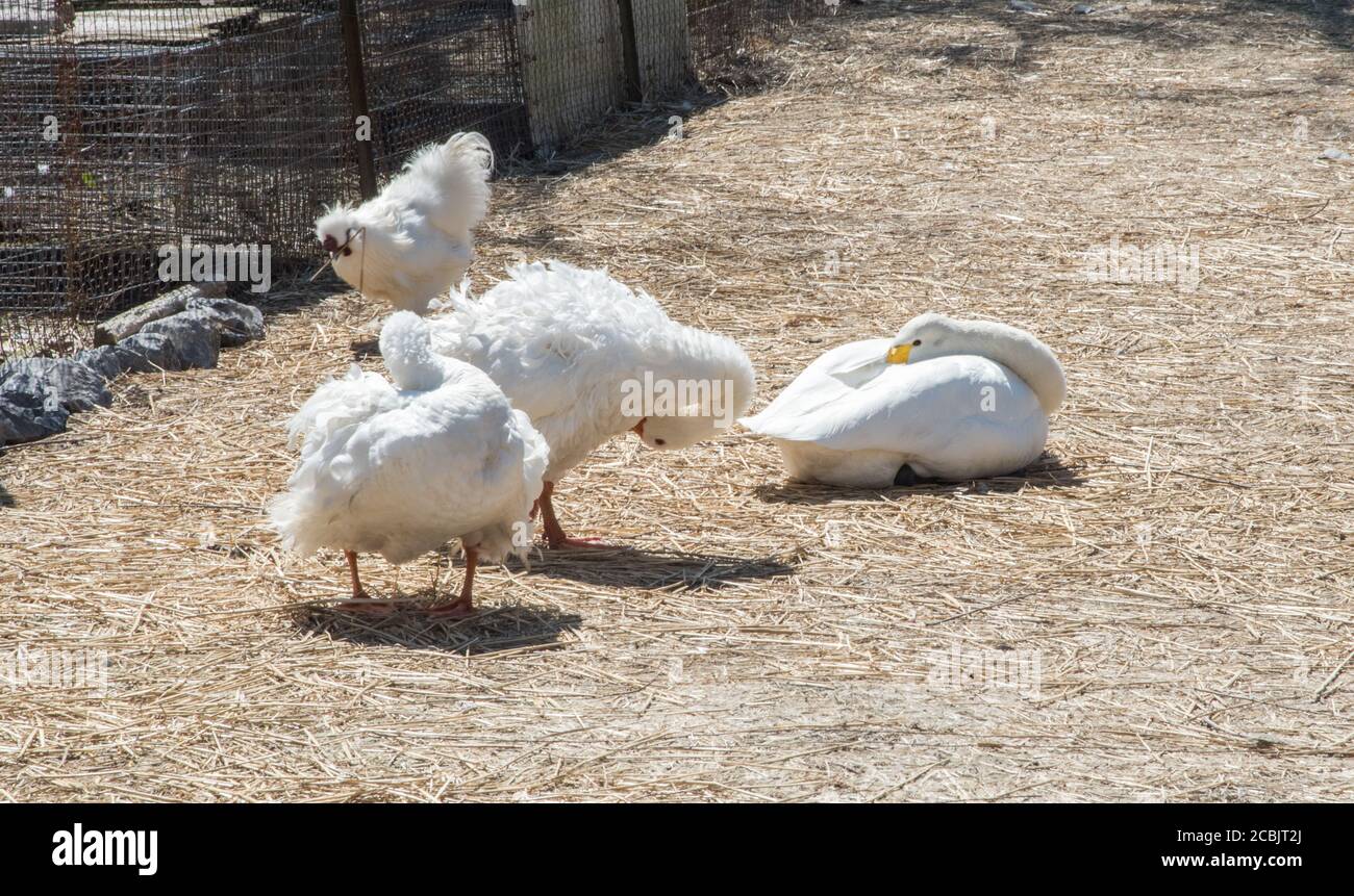 White ducks and silkie chicken in rural area of Kentucky on a sunny day ...