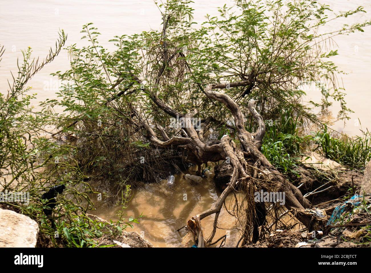 Tree falling into river. This image shows a tree falling into the river ...