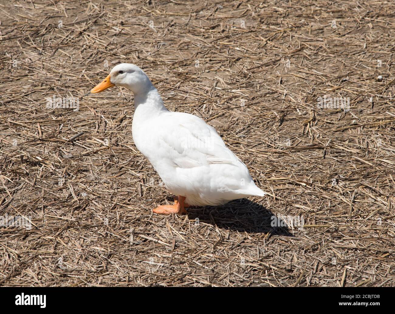 White American Pekin Duck roaming free on a sunny day in rural Kentucky ...