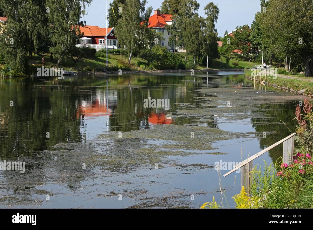 Vattenpest hi-res stock photography and images - Alamy