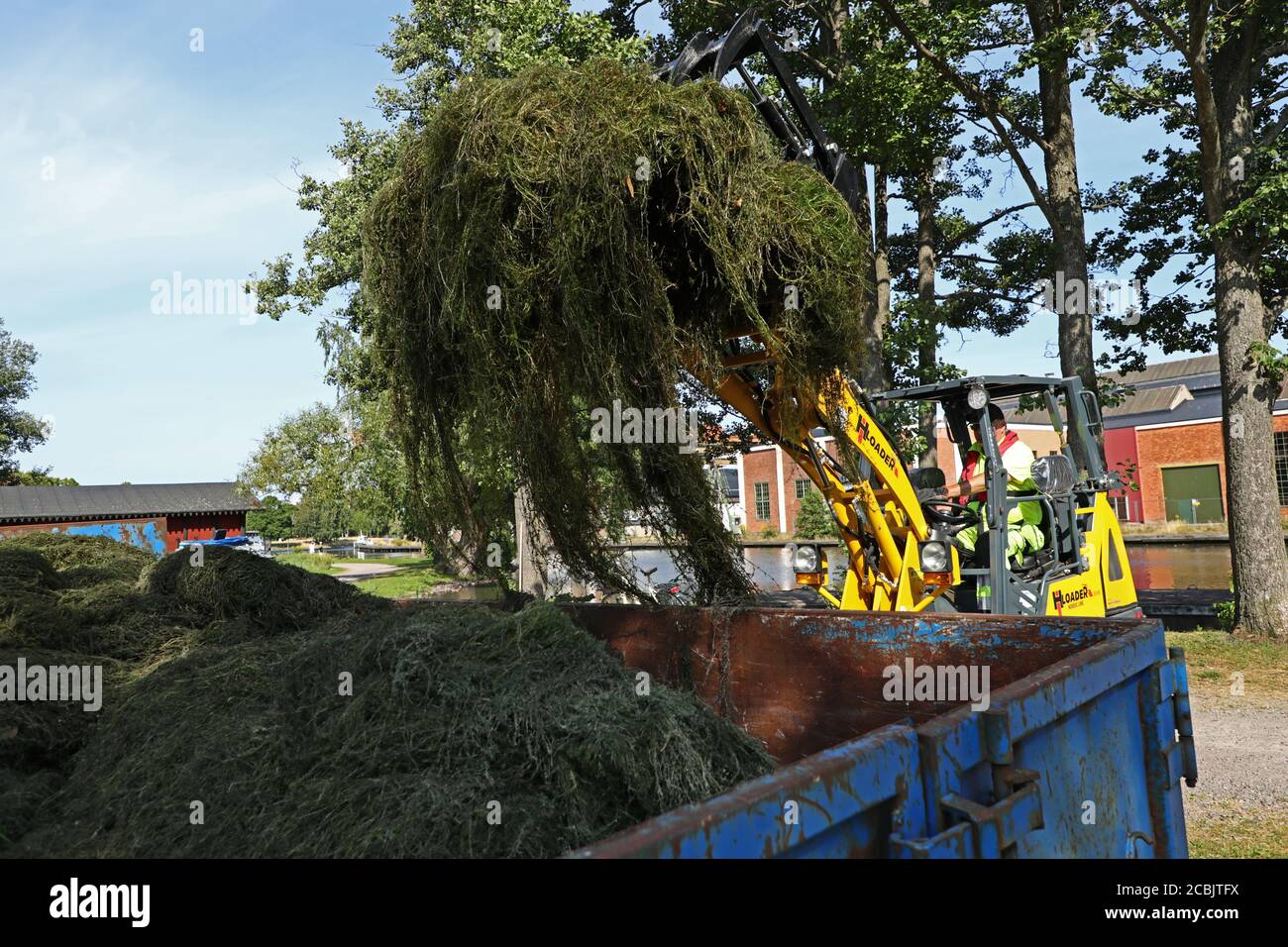 Vattenpest hi-res stock photography and images - Alamy