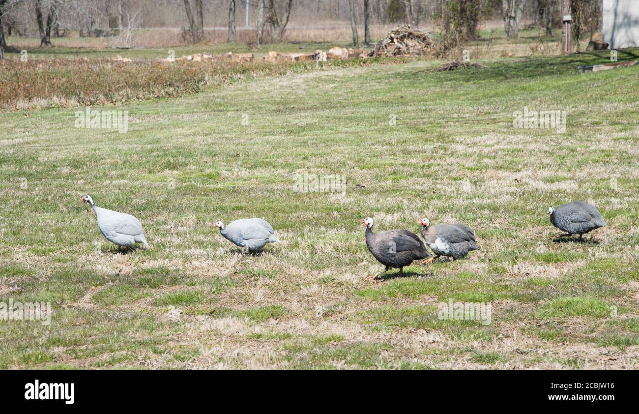 Guinea fowl farming hi-res stock photography and images - Alamy