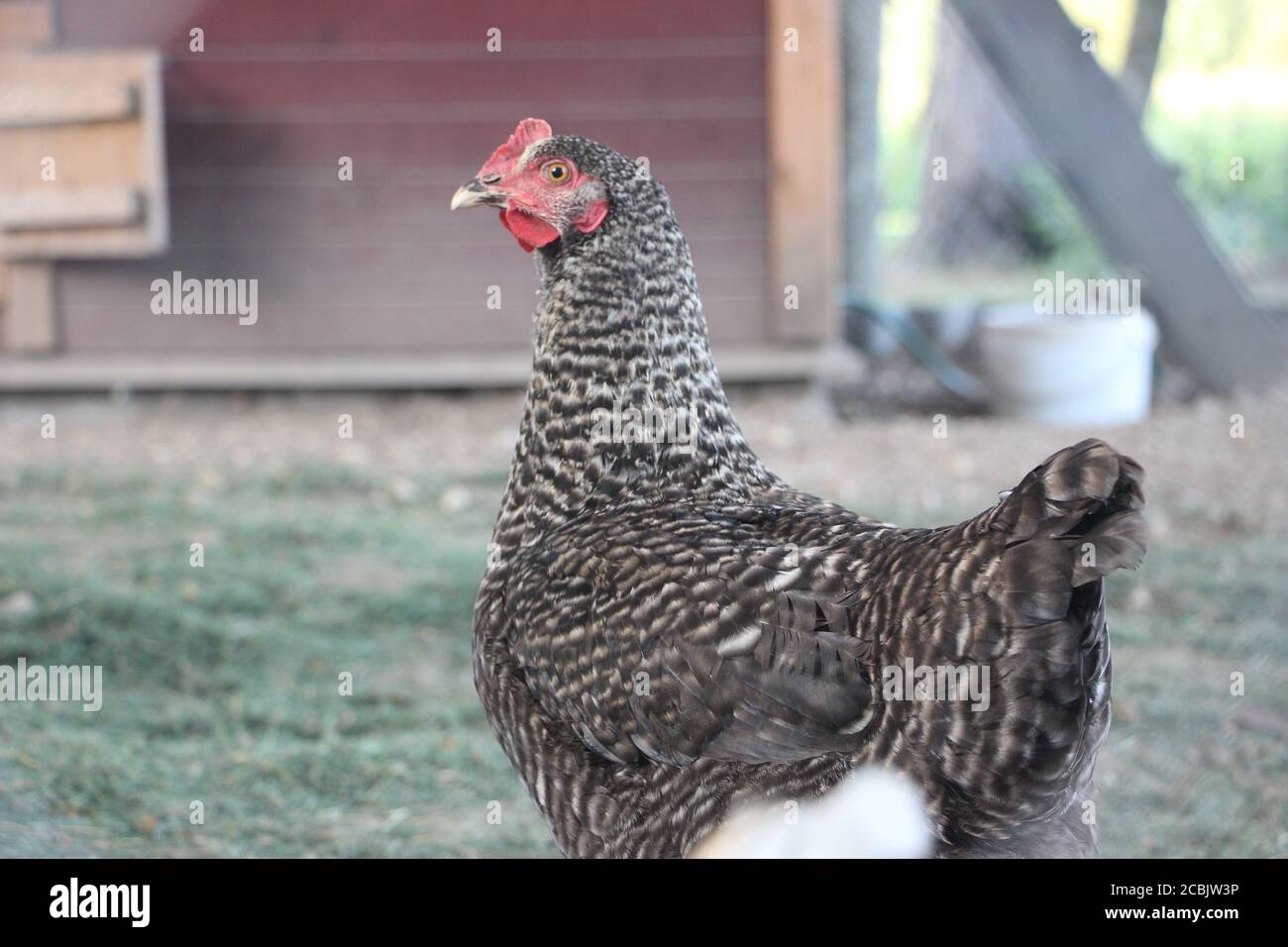 speckled hen on farm yard. Natural farming concept Stock Photo - Alamy
